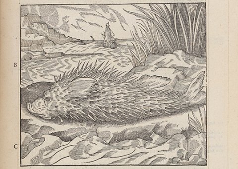 Le hérisson de mer (Œuvres d’Ambroise Paré, 1598) | Utpictura18